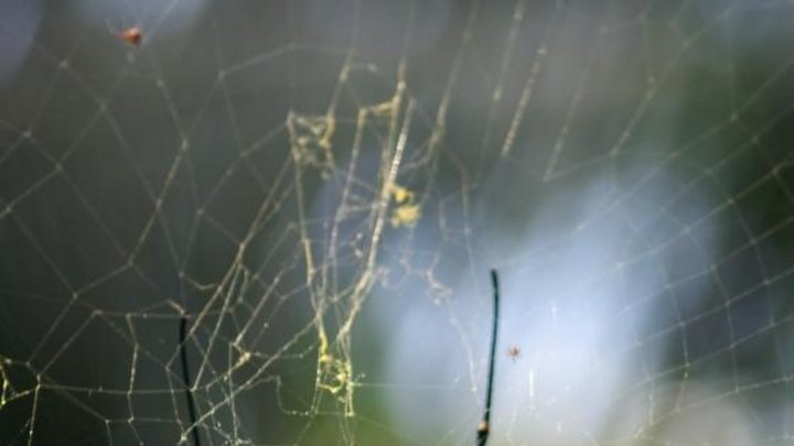 Welt der Physik: Spinnennetz unter Spannung