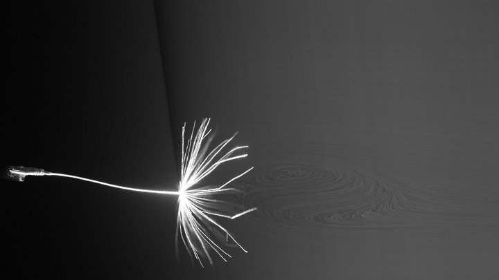 Welt der Physik: Der Flugtrick der Pusteblume